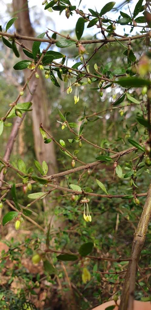 Prickly Currant-Bush from Monbulk VIC 3793, Australia on July 29, 2023 ...
