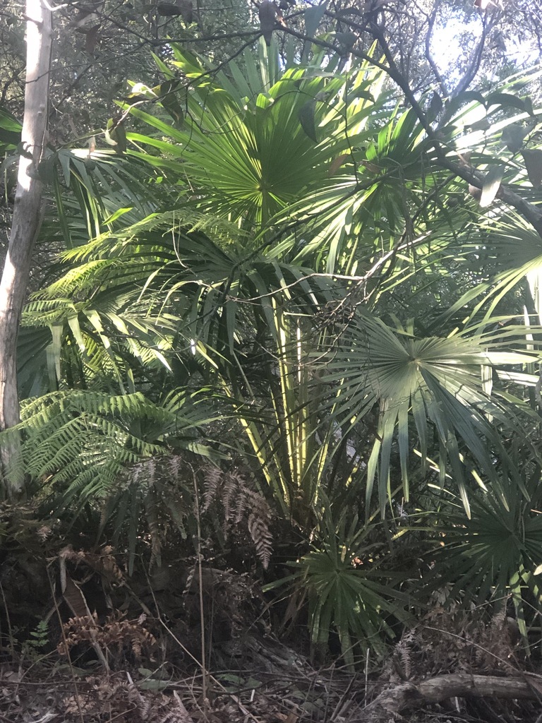 Australian Fan Palm from Tomaree Head, NSW, Australia on July 28, 2023 ...