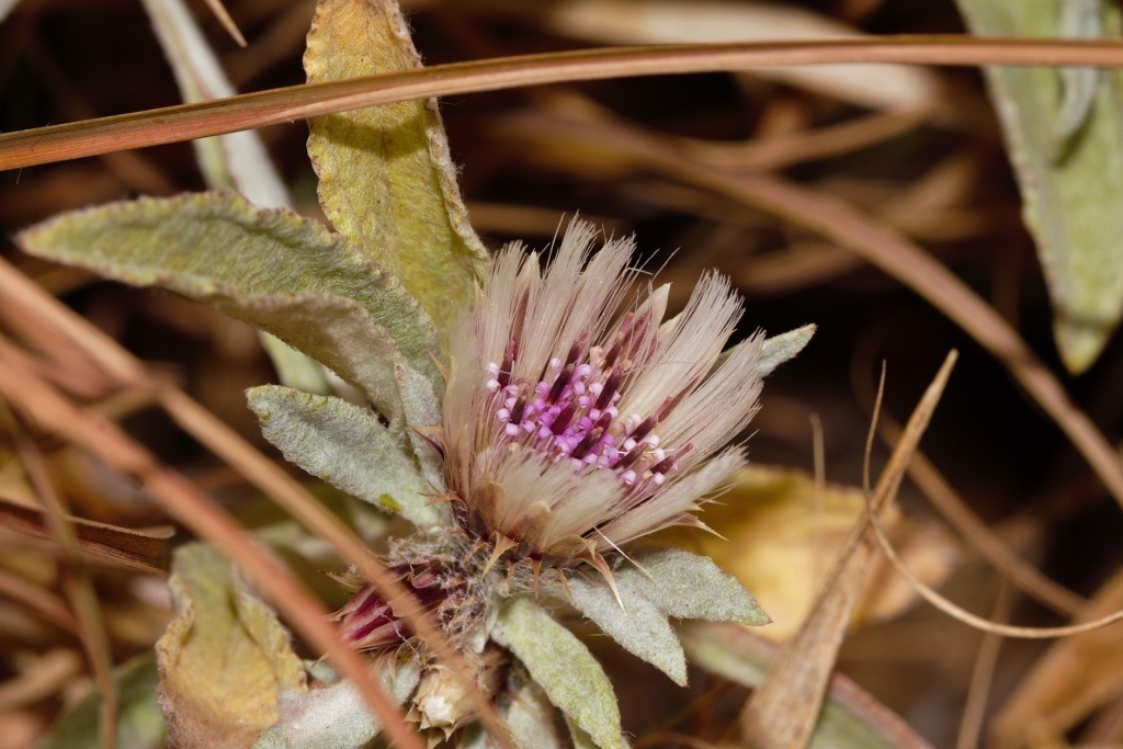 (Dicoma niccolifera) - Botanical Realm