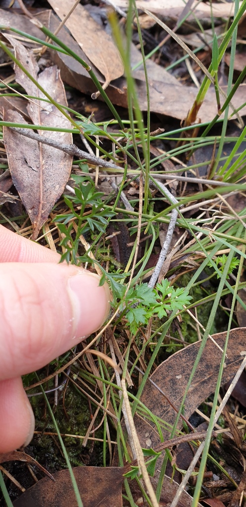 Cut-leaved Xanthosia from Monbulk VIC 3793, Australia on July 29, 2023 ...