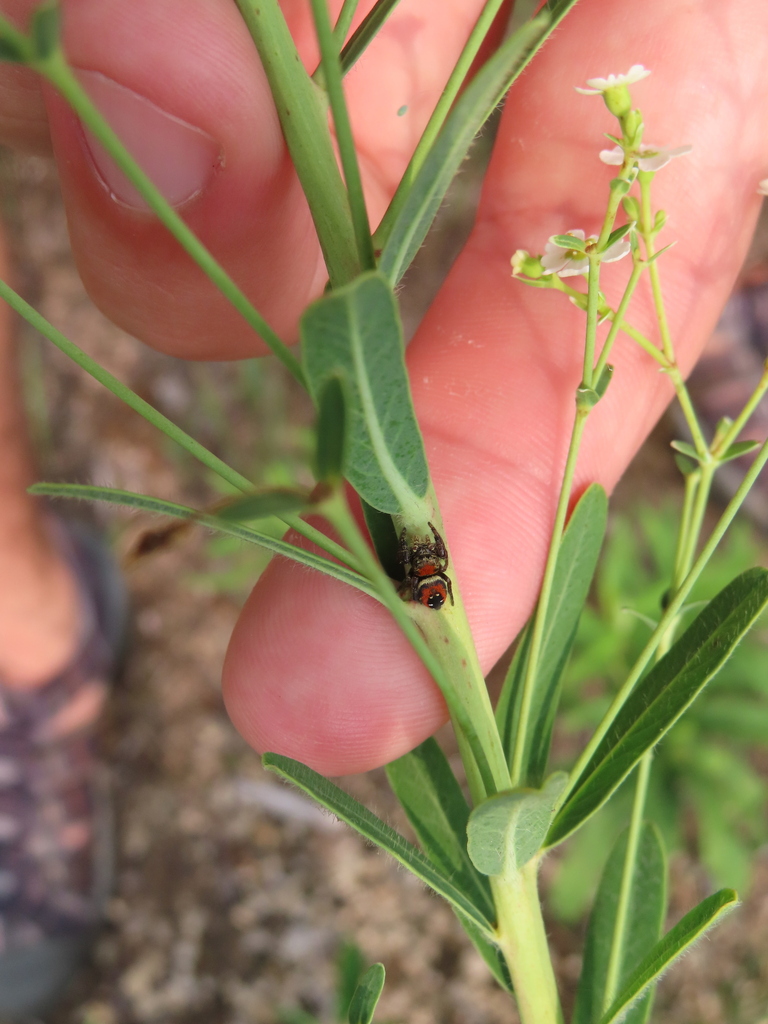Apache Jumping Spider from Sauk County, WI, USA on July 23, 2023 at 05: ...