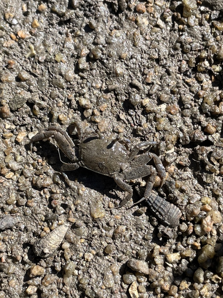 Macrophthalmus pacificus from Great Barrier Reef, Picnic Bay, QLD, AU ...