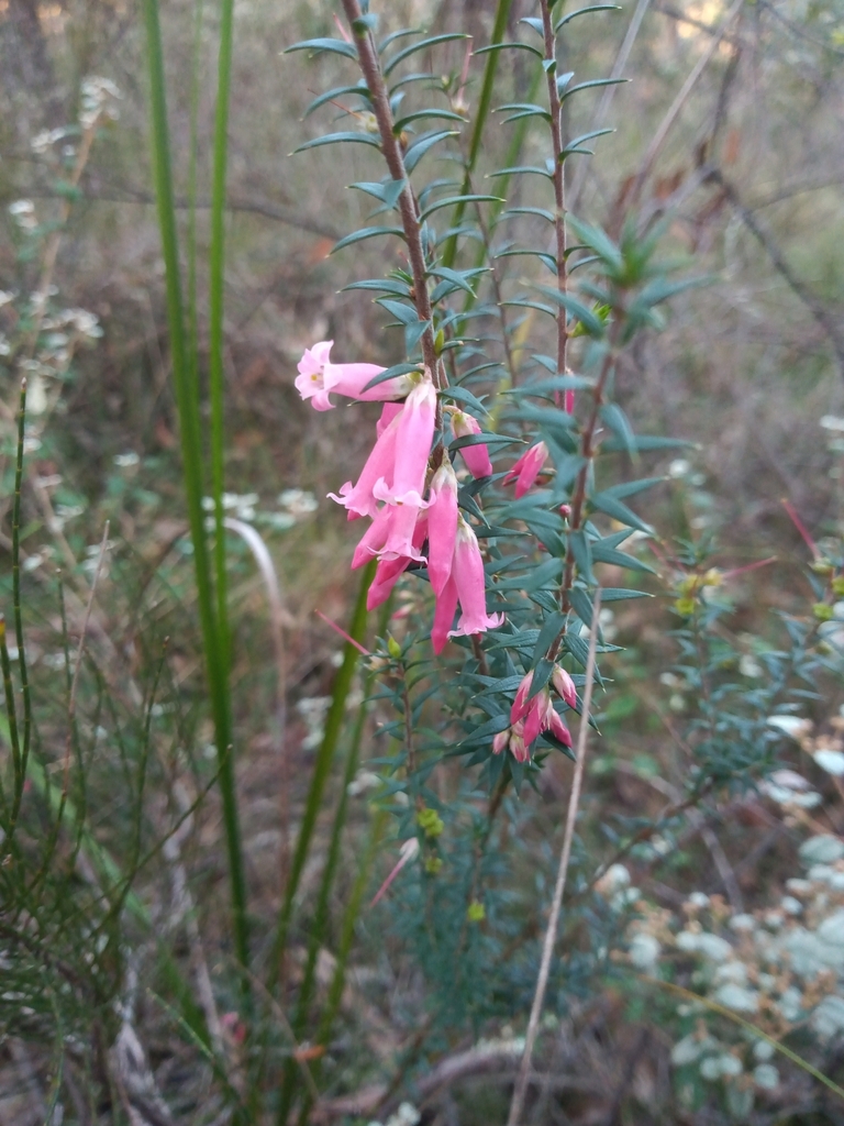 Common Heath from Belgrave South VIC 3160, Australia on July 29, 2023 ...