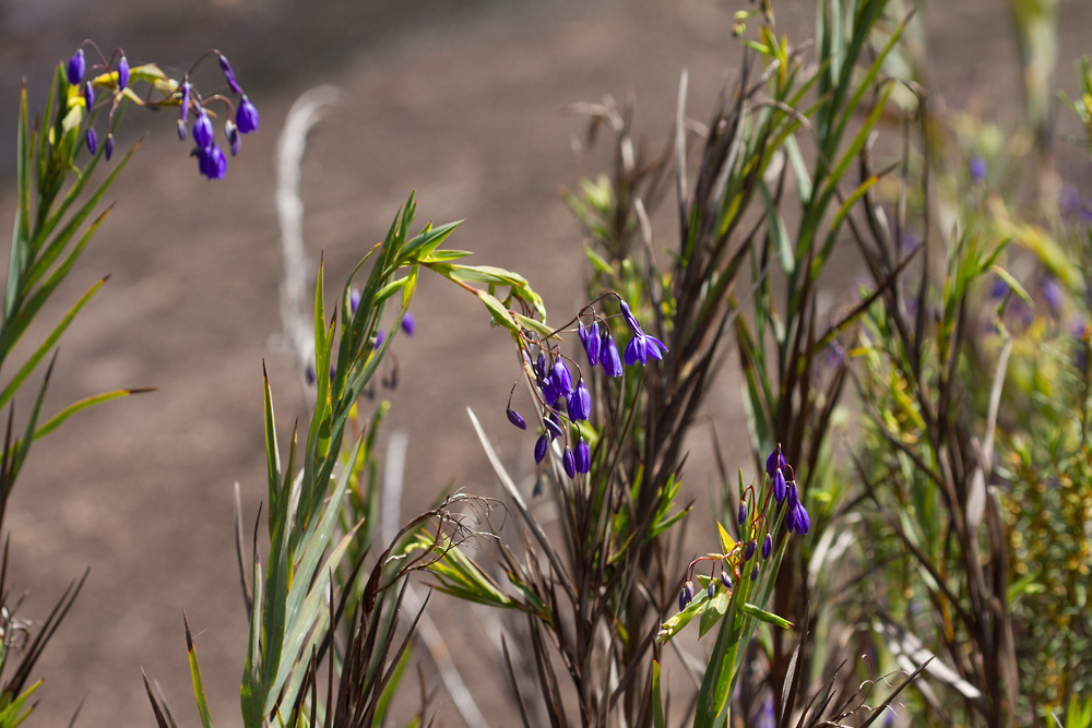 nodding blue lily from Girraween QLD 4382, Australia on October 9, 2022 ...