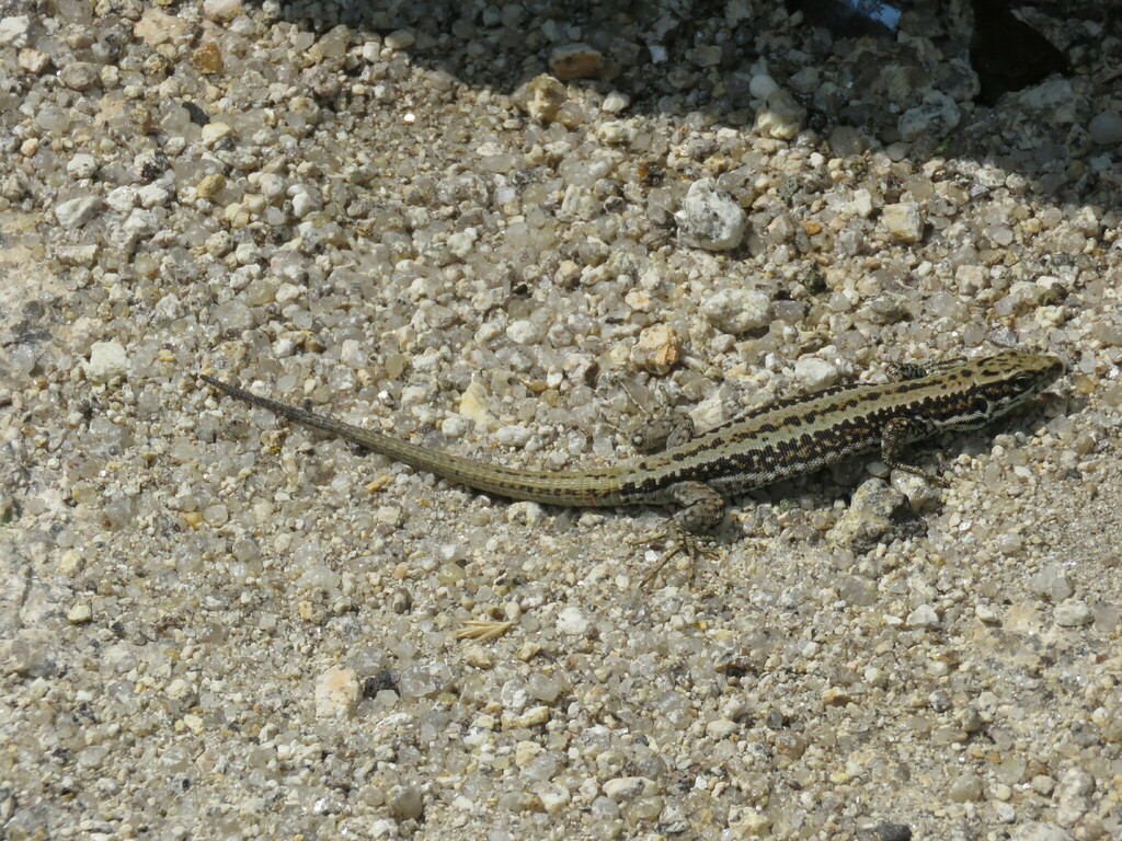 Iberolacerta monticola monticola in July 2023 by Mike G. Rutherford ...
