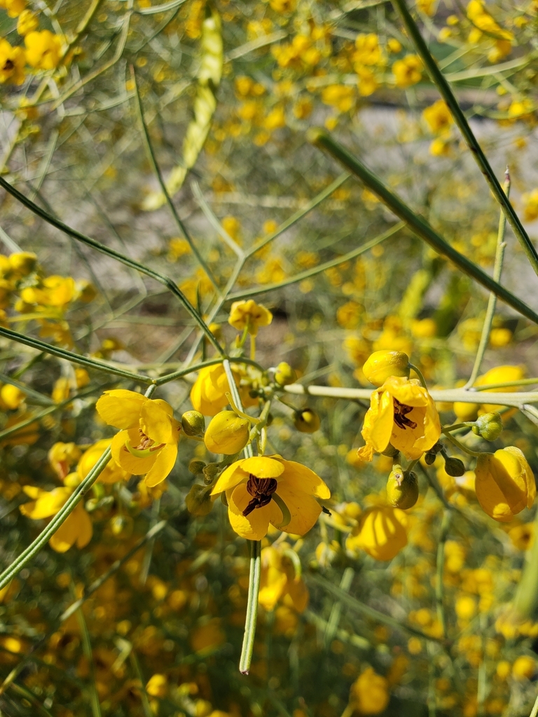 silver senna (Senna artemisioides) - Botanical Realm
