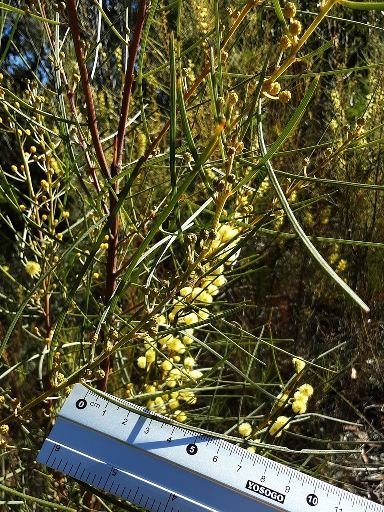 swamp wattle (Acacia elongata) - Botanical Realm