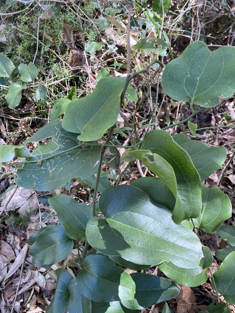 Austral Sarsaparilla from Daisy Hill Koala Centre, Daisy Hill, QLD, AU on July 29, 2023 at 10:26 ...
