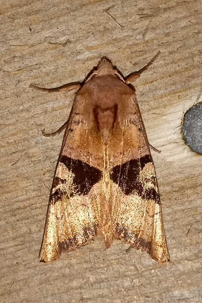 Sharp Angle Shades from Rocky Harbour, NL A0K 4N0, Canada on July 22 ...