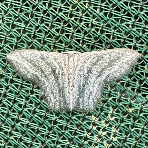 Maxates albitaenia · iNaturalist
