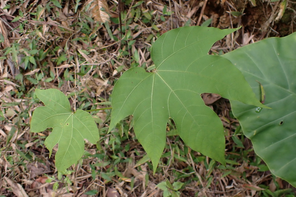 mu oil tree from 台灣新竹縣 on February 8, 2023 at 02:08 PM by Chen Shu ...