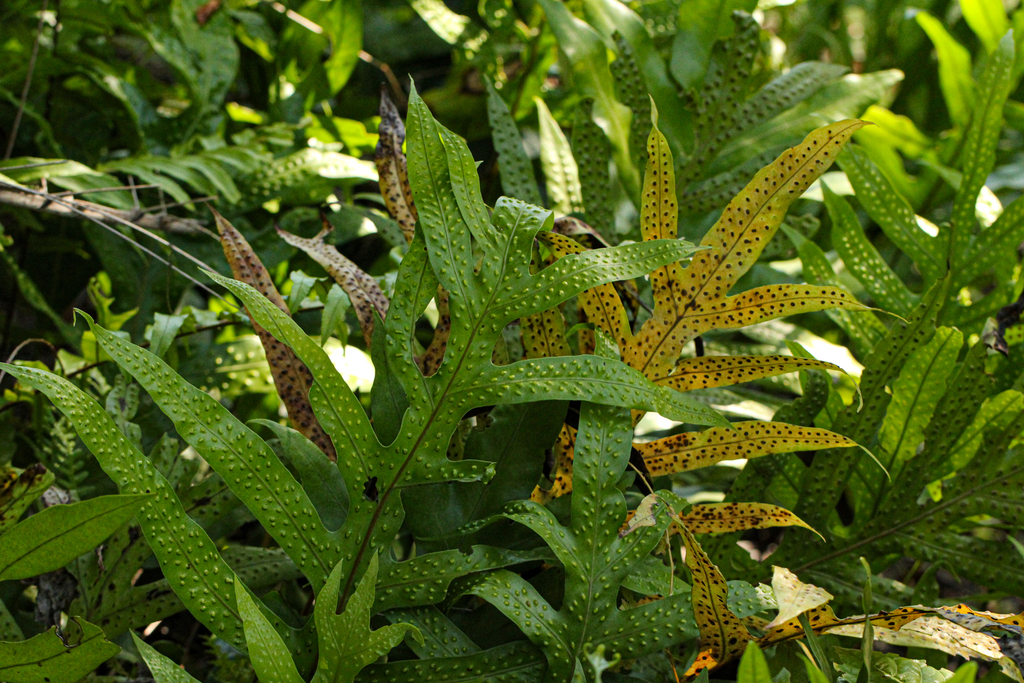 monarch fern from Lomami River, Isangi, Democratic Republic of the ...