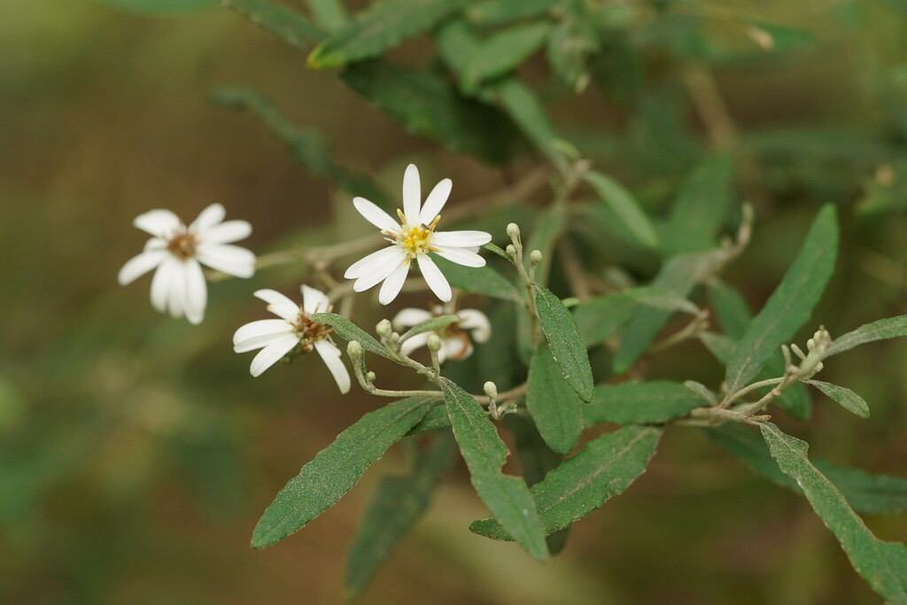 Asthma Bush from Lysterfield VIC 3156, Australia on July 29, 2023 at 09 ...