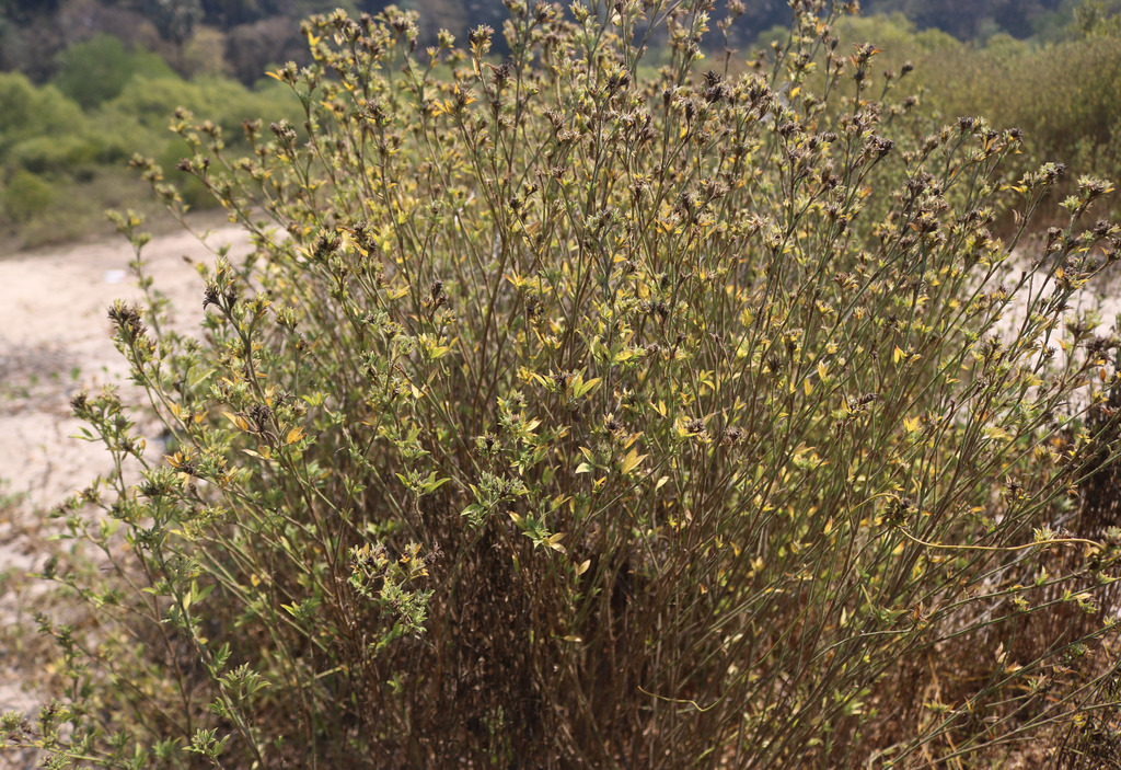 Wild Lucerne from Shirgaon, Maharashtra, India on February 26, 2023 at ...