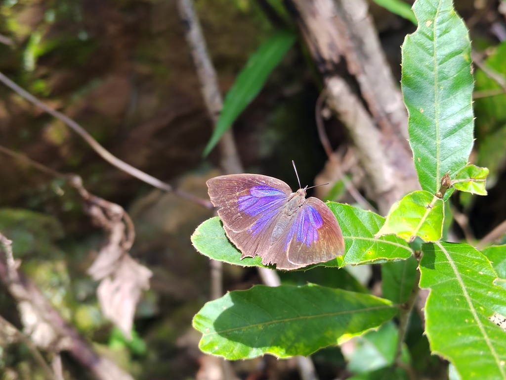Dark Himalayan Oakblue from 中国湖北省武汉市黄陂区 on July 29, 2023 at 02:46 PM by ...