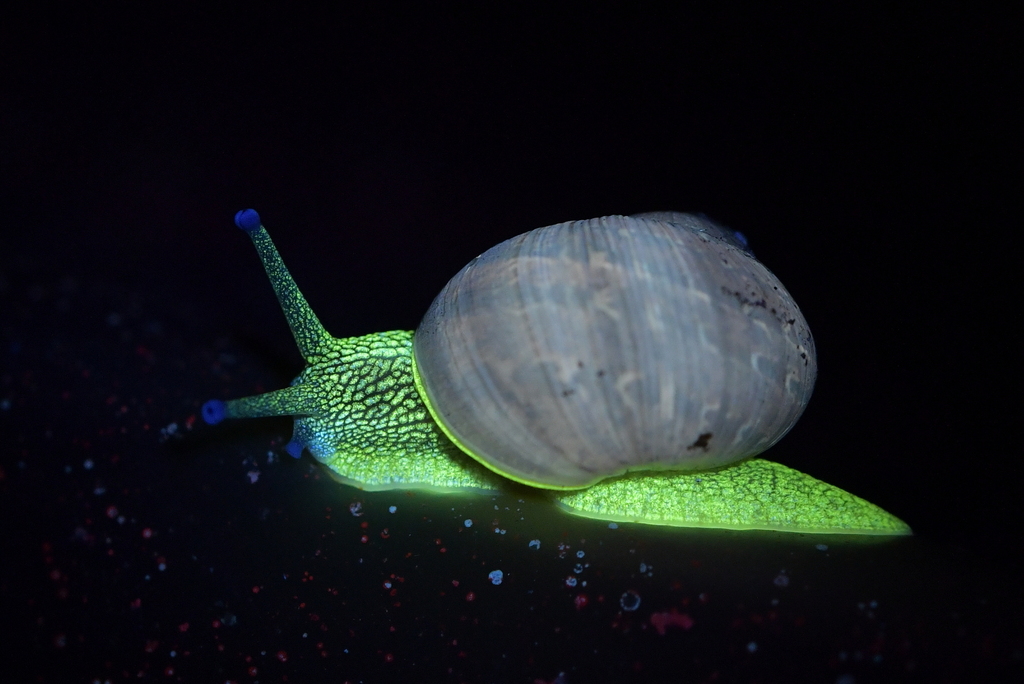 Garden Snail from Avalon, Lower Hutt 5011, New Zealand on July 29, 2023 ...