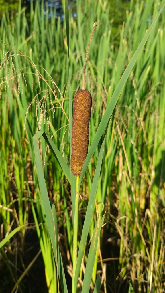 Cattails from Orono on July 29, 2023 at 07:22 AM by Ethan Arena ...