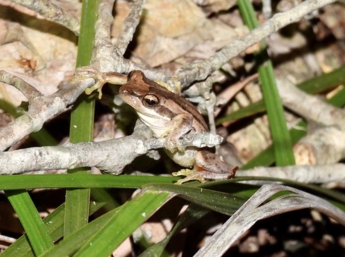 Jervis Bay Tree Frog from Belmont Lagoon, Belmont, NSW, AU on July 29 ...