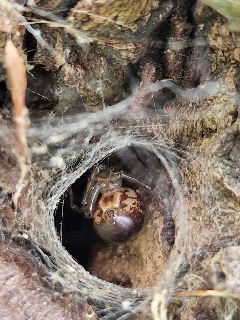 Noble False Widow from Battersea Park, London SW11 4NJ, UK on July 28 ...