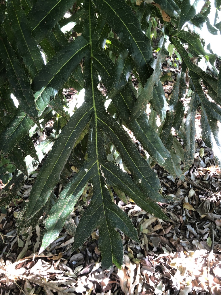 Red Bopple Nut from Burringbar Rd, Burringbar, NSW, AU on July 28, 2023 ...
