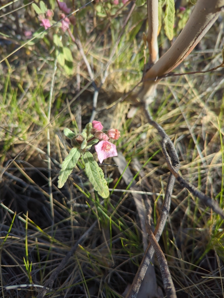 Commersonia magniflora from West MacDonnell, Tanami, AU-NT, AU on July ...