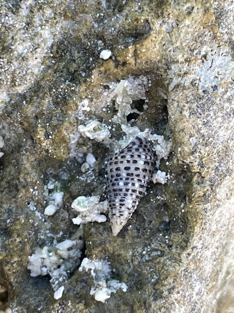 Clypeomorus petrosa from South Pacific Ocean, Eurimbula, QLD, AU on ...