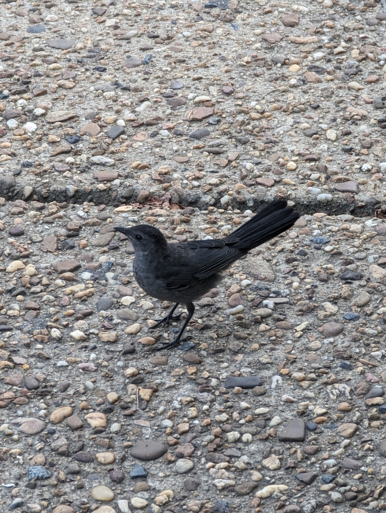 Gray Catbird from Madison Dr & 12th St NW, Washington, DC 20004, USA on ...