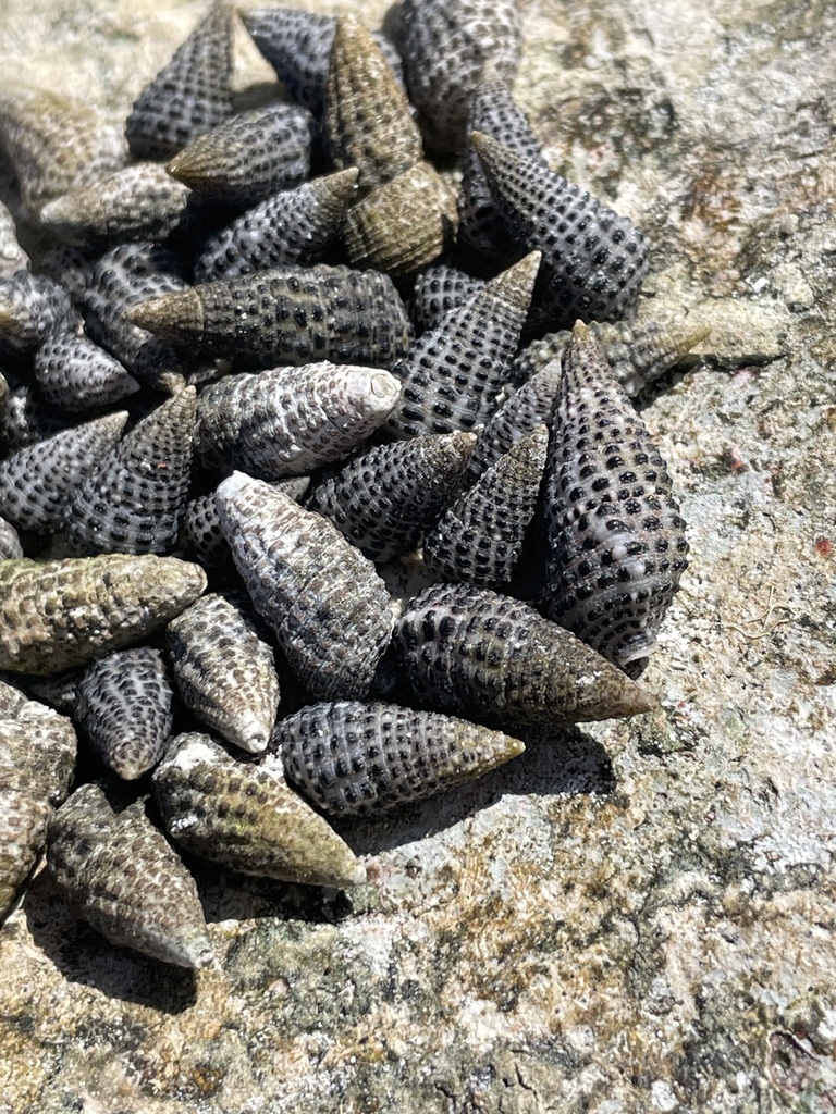 Clypeomorus from South Pacific Ocean, Eurimbula, QLD, AU on July 28 ...