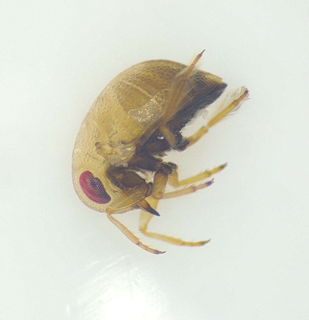 Neoplea striola from Swisher, IA 52338, USA on July 19, 2023 at 11:00 ...