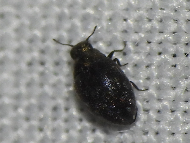 Eulimnichus ater from Kaufman County, TX, USA on July 28, 2023 at 11:36 ...