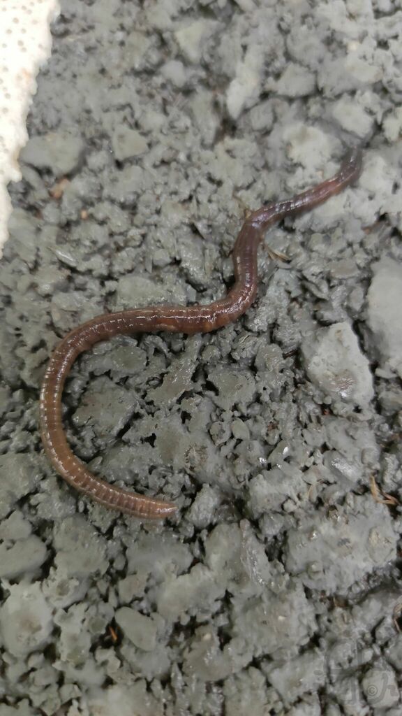 Snake Earthworms from Shenzhen Lianhuashan Park, China on July 29, 2023 ...