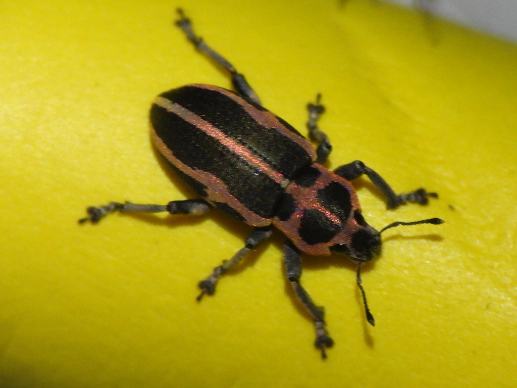 Beautiful Clown Weevil from Kaufman County, TX, USA on July 29, 2023 at ...
