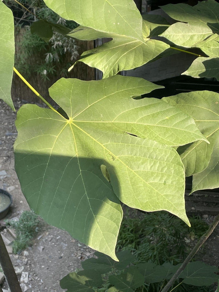 Chinese parasol tree from Dallas Zoo, Dallas, TX, US on July 29, 2023 ...