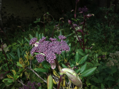 Chinese Angelica (Angelica sinensis) · iNaturalist