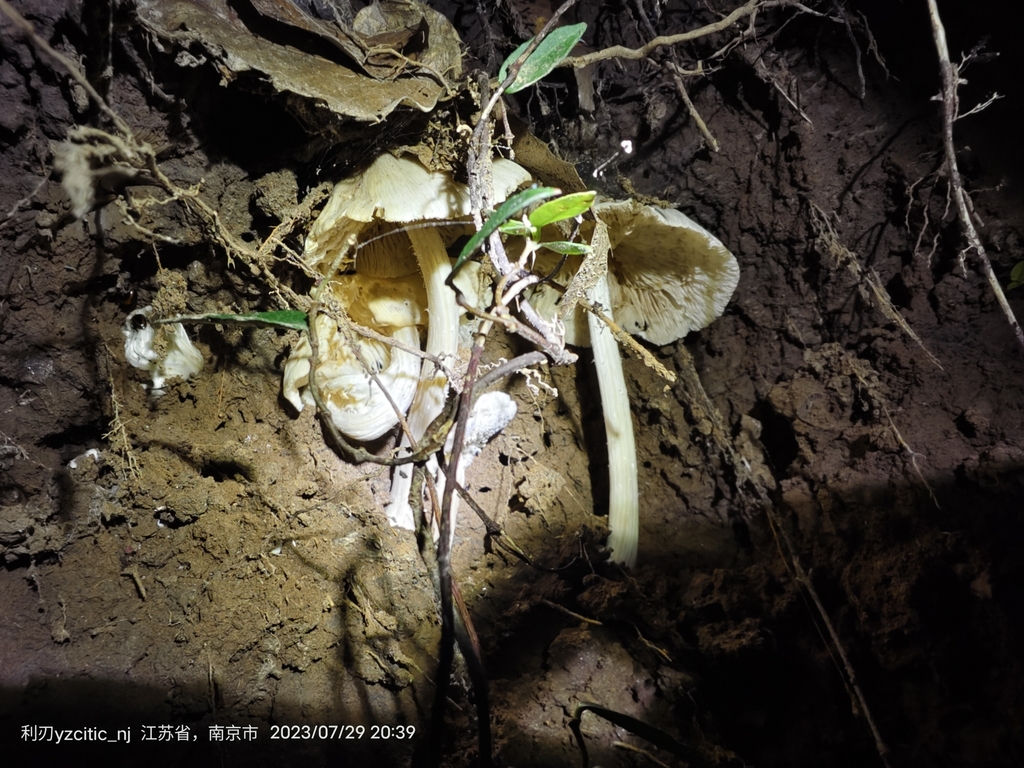 Termitomyces intermedius from Nanjing, CN-JS, CN on July 29, 2023 at 08 ...