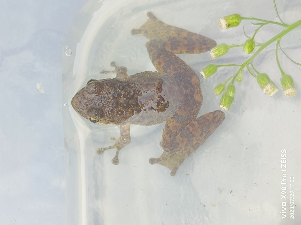 Amolops from 覆卮山 on July 29, 2023 at 05:20 PM by He Ziang · iNaturalist