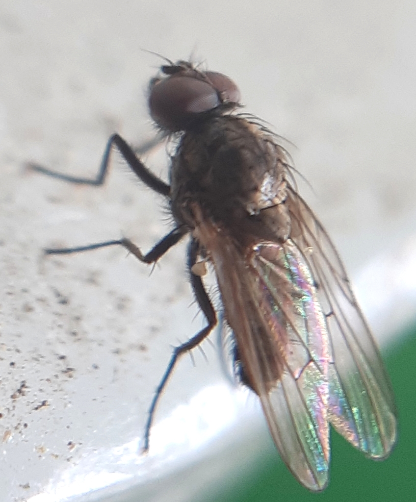 Muscoid Flies from Zöbing, Kamp, 3561, Österreich on July 29, 2023 at ...