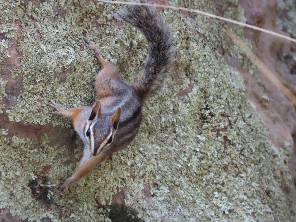 Cliff Chipmunk from Cochise County, AZ, USA on July 20, 2023 at 11:35 ...