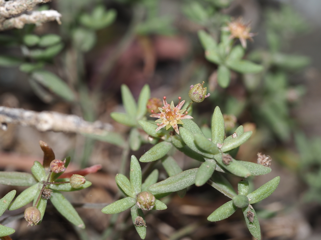 Monanthes anagensis (Tenerife Plants Crassulaceae) · iNaturalist