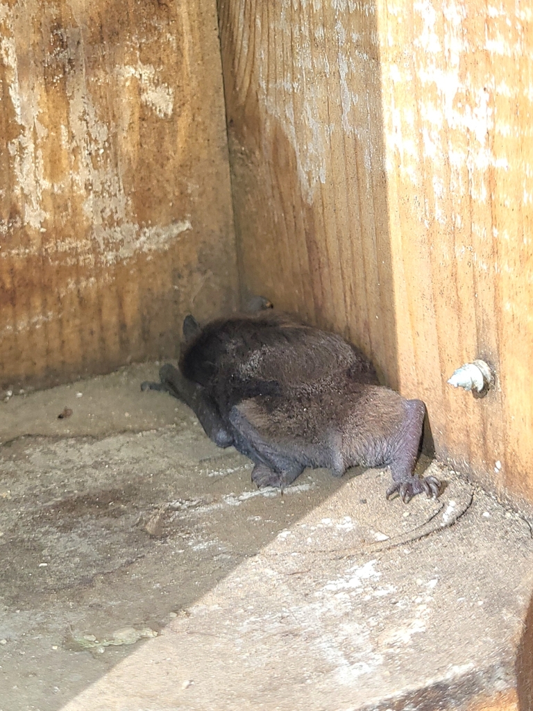 Evening Bats in July 2023 by aprilsee. Inside bluebird nestbox ...