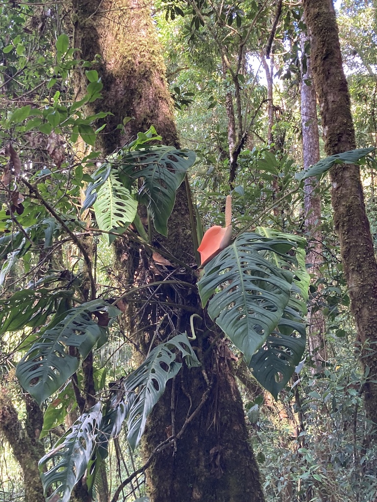 Monstera oreophila from Perez Zeledon, San Jose, CR on March 22, 2023 ...