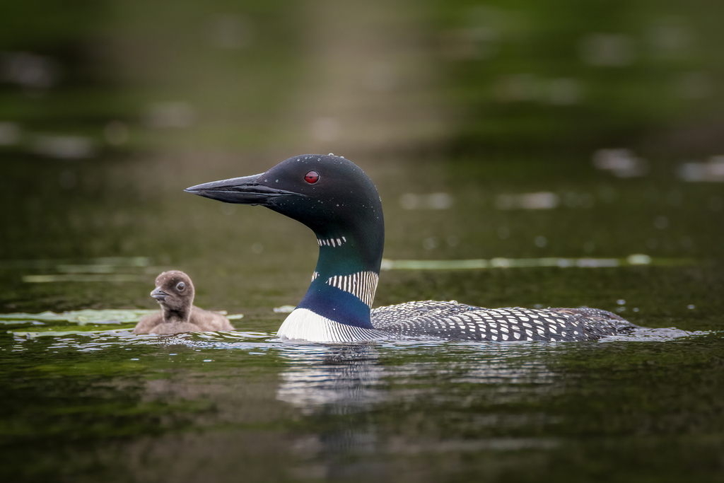 Common Loon from Capital Region Rural District, NB, Canada on July 2 ...