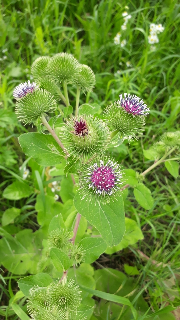 greater burdock from 376266₽, Солоное, Беларусь on July 29, 2023 at 02: ...