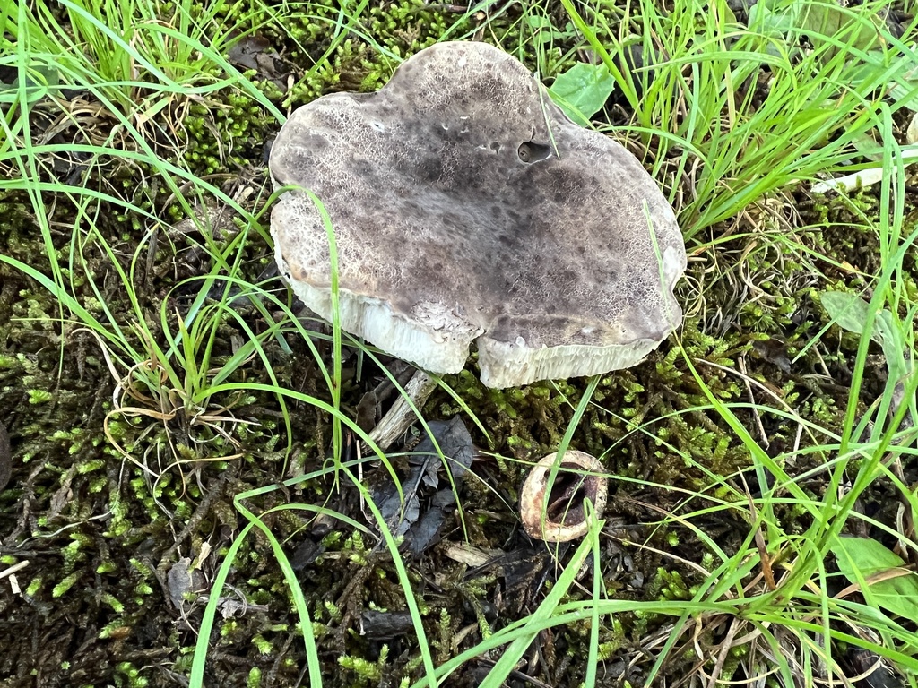 Black Velvet Bolete from Albert Johnson Rd, Nashville, IN, US on July ...