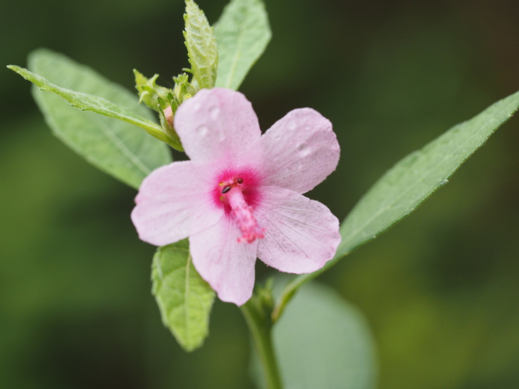 Caesar weed (Urena lobata) - Botanical Realm