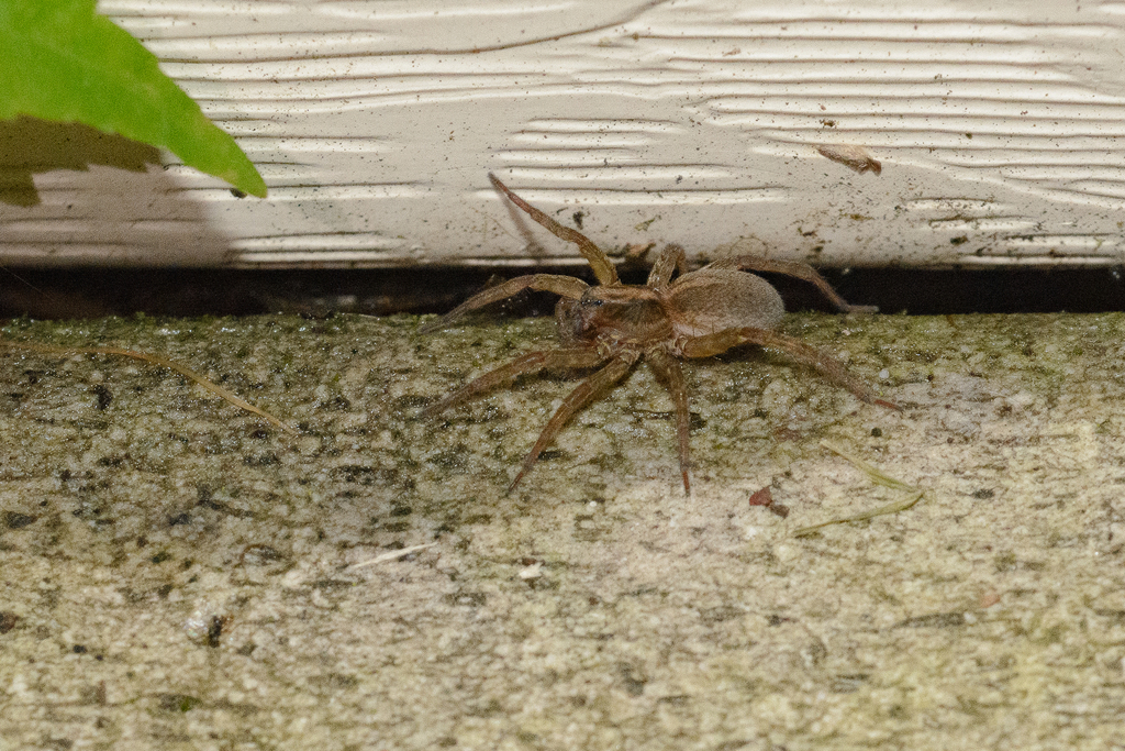 Rustic Wolf Spider in July 2023 by Josh Davidson · iNaturalist