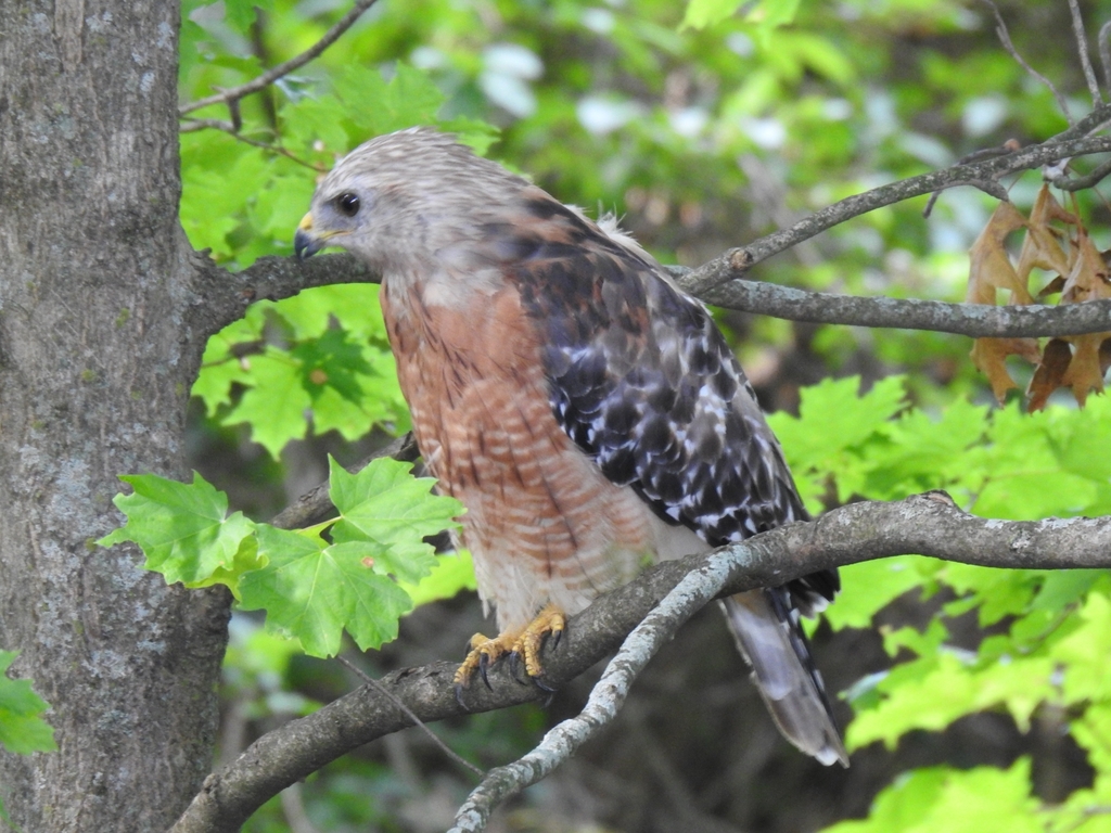 Red-shouldered Hawk from Lake Kenosia on July 29, 2023 at 07:41 AM by ...