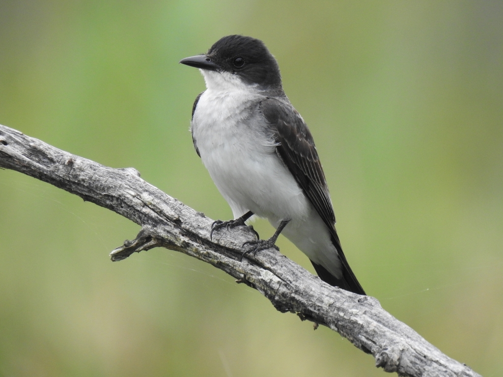 Eastern Kingbird from Lake Kenosia on July 29, 2023 at 06:48 AM by Jay ...