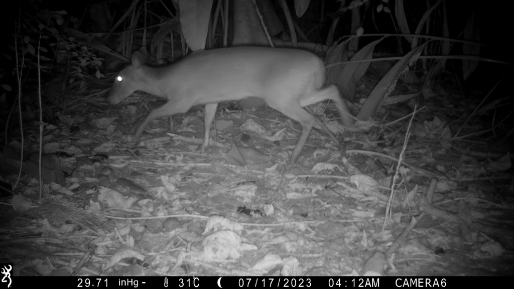 Taiwan Muntjac from 台灣台北 on July 17, 2023 at 04:12 AM by Po Hao Chen ...