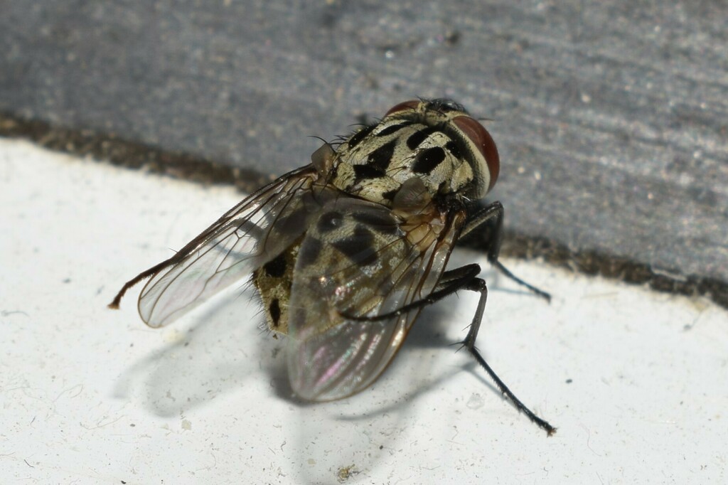 Graphomya maculata from North Aegean Region, Greece on July 8, 2023 at ...